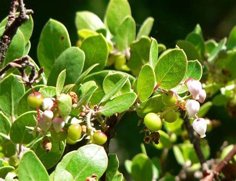 How To Plant And Grow Manzanita