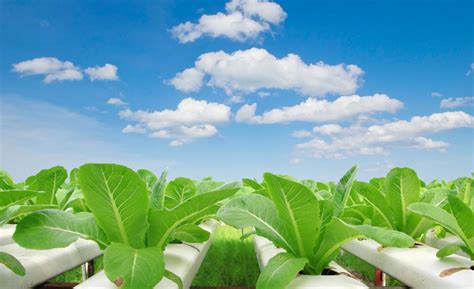 How To Oxygenate Water For Hydroponics 7 Helpful Tips