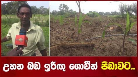 උහන බඩ ඉරිඟු ගොවීන් පීඩාවට Youtube
