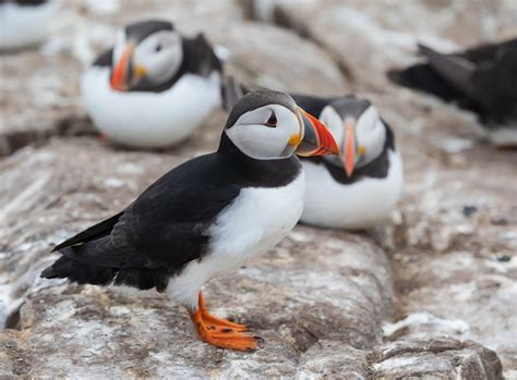Premium Photo A Flock Of Atlantic Puffin Relax During The Breading