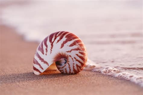 Types Of Shells To Find On Beaches Around The World Facts Chart And Pictures Outforia
