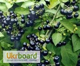 Продам санберри, самбери - купить санберри, самбери - Лохвица — Ukrboard