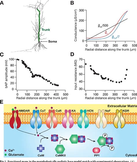 Table 1 From Active Dendrites Regulate The Spatiotemporal Spread Of