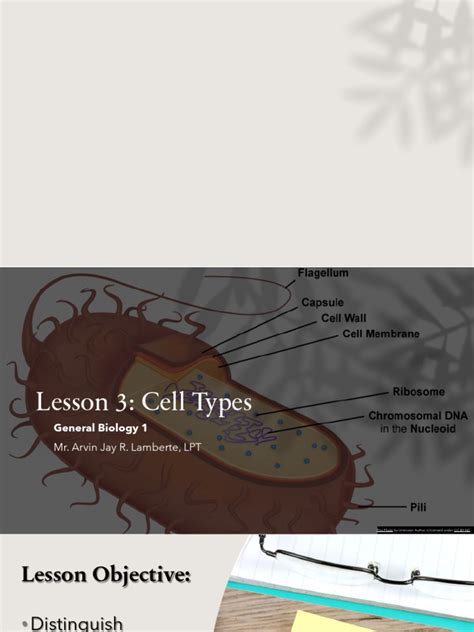 Lesson 3 Cell Types Pdf Cell Biology Prokaryote
