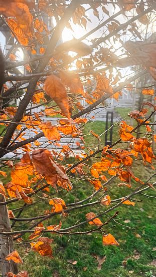 마른 주황색 단풍이 있는 나뭇가지는 도시 공원에서 태양에 역광을 받습니다 야외 계절 자연 사진 가을 단풍과 일몰 조명 개념 엽서 인사말 카드 벽지 배너 디자인 가을에 대한