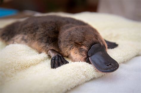 Platypus Wallpapers 34 Images Wallpapercat