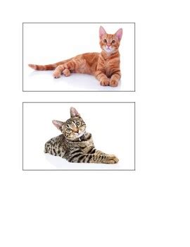 Non Identical Matching X Cards By Caitlin Pfahler TPT