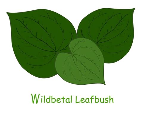 Cha Plu Leaf Over 2 Royalty Free Licensable Stock Illustrations