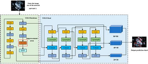 Agronomy Free Full Text An Improved Yolov5s Based Agaricus Bisporus Detection Algorithm