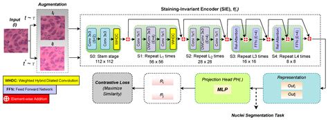Diagnostics Free Full Text Efficient Staining Invariant Nuclei Segmentation Approach Using