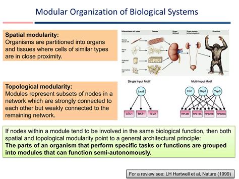 Modularity In Metabolic Networks Ppt