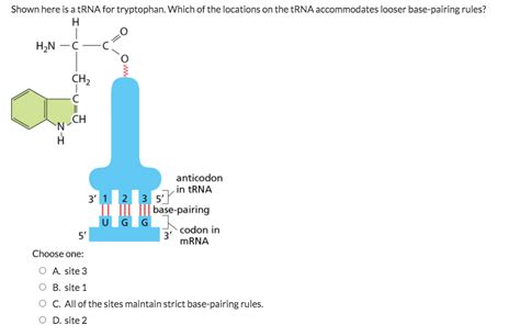 solved shown here is a trna for tryptophan which of the