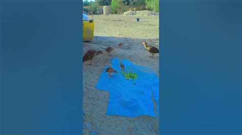 Teetar Birds Youtube