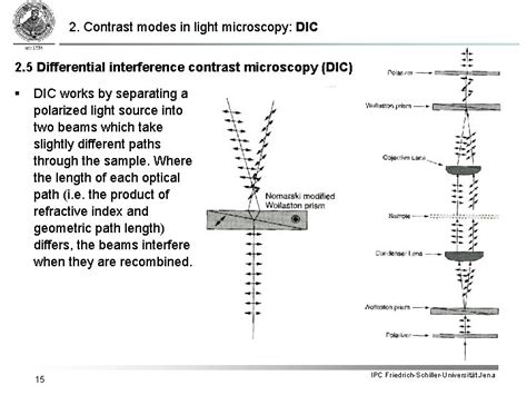 2 Contrast Modes In Light Microscopy Bright Field