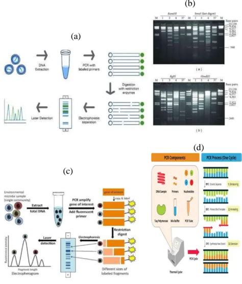 Genotyping Of G Vaginalis Literature Review