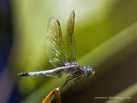 Working Around Rolling Shutter Small Sensor Photography By Thomas Stirr