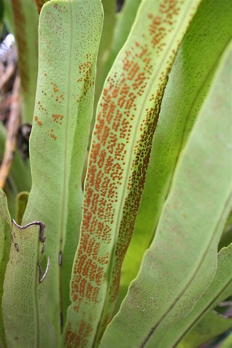 Microsorum Punctatum Polypodiaceae