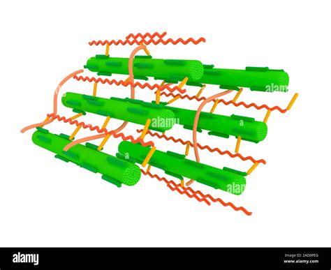 Cell Wall Microstructure Illustration Of The Molecules And Materials