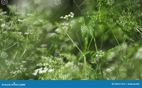 Cow Parsnip Weed Poisonous Plant Heracleum Big Hogweed Royalty Free Stock Image