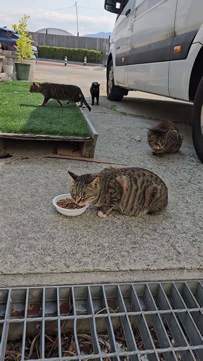 냥이 먹방 집사 간택을 바라면서도 이대로가 좋은 아저씨 Youtube