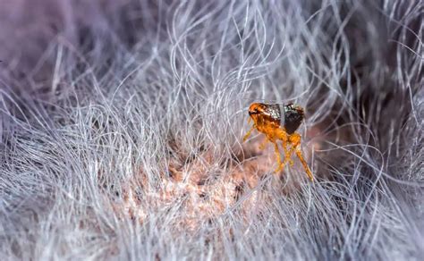 Detecting Flea Infestations Early In Your Home