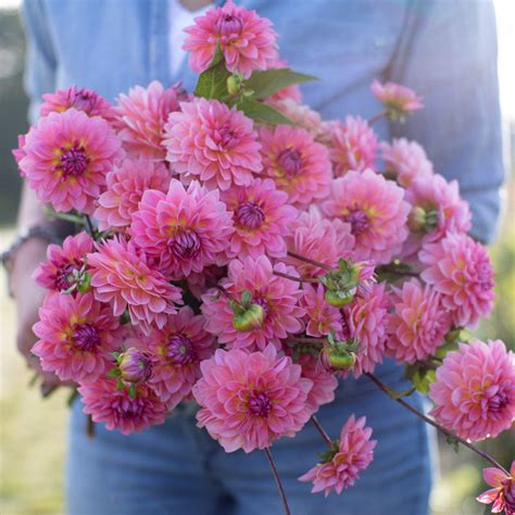 Dahlia Jitterbug Floret Library