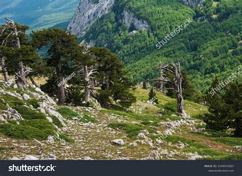 Parque Nacional Del Pollino Más De 1095 Fotos De Stock Con Licencia