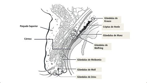 Actualización Clínica En Ojo Seco Para El Médico No Oftalmólogo