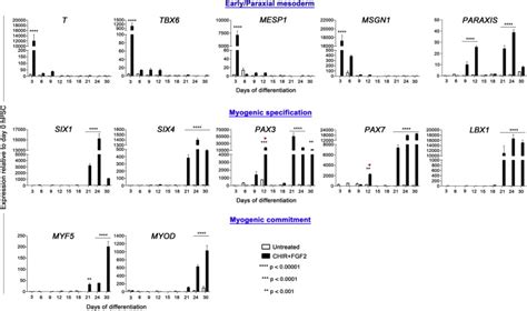Detection Of Gene Transcripts Relevant To The Acquisition Of A Myogenic