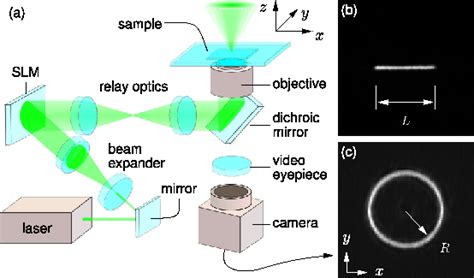 Optical Forces Arising From Phase Gradients
