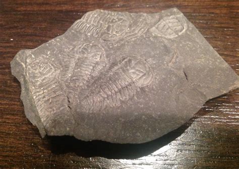 Triarthrus Finds Fossil Hunting Trips The Fossil Forum