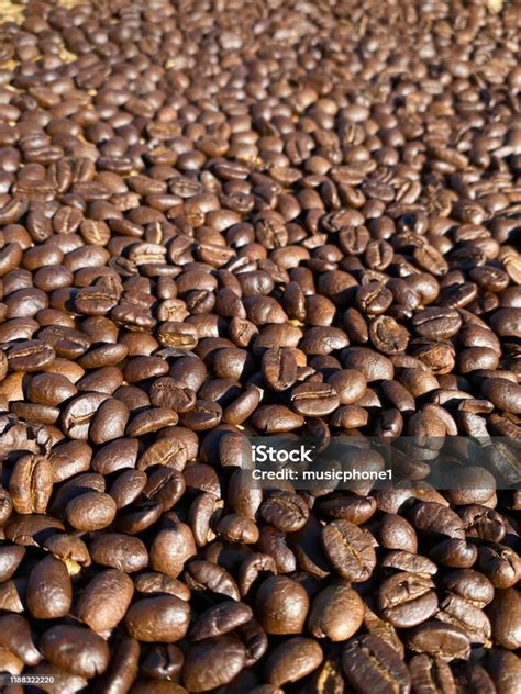 구운 커피 콩 배경 질감 아랍어 로스팅 커피 뜨거운 음료의 성분 배경과 질감을위한 갈색 커피 콩 0명에 대한 스톡 사진 및 기타 이미지 Istock