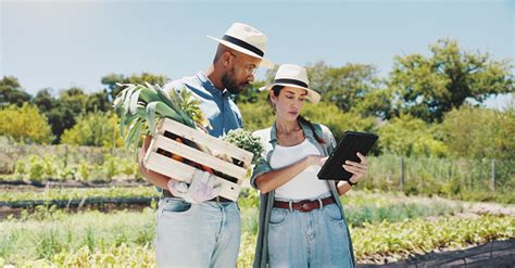 농장 태블릿 채소를 가진 사람들이 성장 지속 가능성 및 작물 수확에 대해 이야기합니다 농업 자연 그리고 환경 식물 건강 및