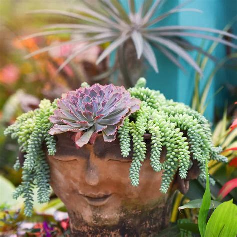 Elephant Bush Succulent Care Guide Sublime Succulents