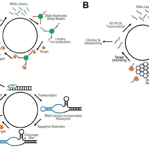 Pdf Intracellular Imaging With Genetically Encoded Rna Based