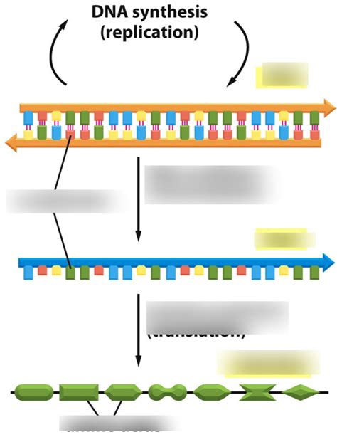 Bio 130 Intro Cell Theory Diagram Quizlet