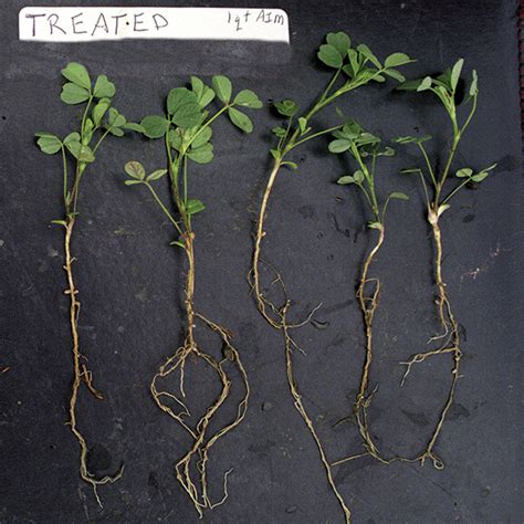 Alfalfa Root System