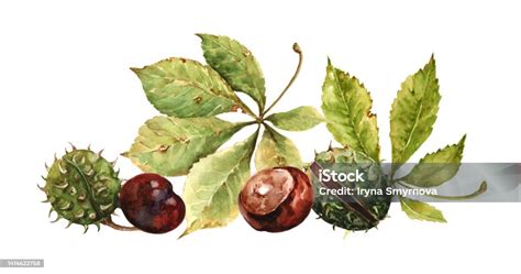 가을 타락한 밤나무 잎 갈색 밤나무 씨앗 껍질에 둥근 녹색 뾰족한 과일 가을 정물 흰색 배경에 손으로 그린 수채화 그림 0명에 대한 스톡 벡터 아트 및 기타 이미지 Istock