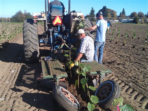 2013 Hazelnut Planting College Of Agricultural Sciences