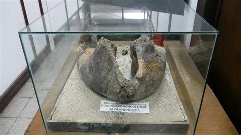 Geological Engineering Laboratory Of Paleontology