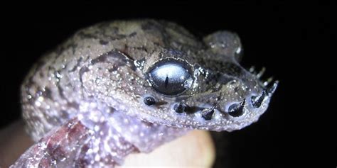 Absurd Creature Of The Week This Toad Grows A Spiky Mustache And Stabs