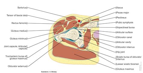 Transverse Section Anatomy