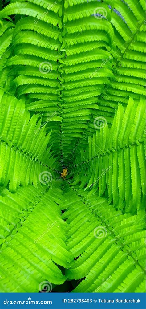 Fern Like Plant Stem With Serrated Leaves In Sunlight Over Forest Background Stock Image