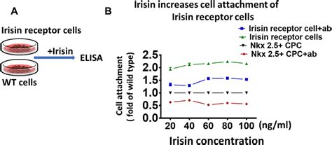 Inhibition Of Integrin Alpha V Beta 5 Mitigates The Protective Effect