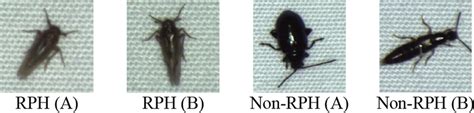 Different Pest Images After Segmentation Download Scientific Diagram