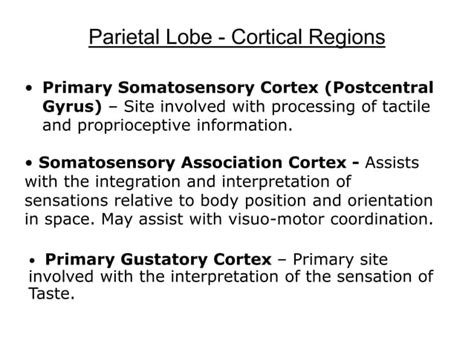 Physiology Of Cerebral Cortex Cerbral Cortex Ppt