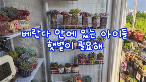 베란다 안에 있는 아이들 햇볕이 필요해 베란다다육 걸이대다육이 다육이 취미생활 Youtube