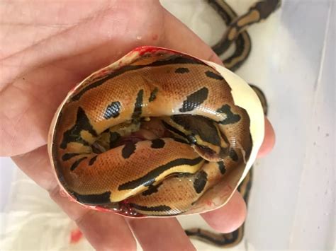 Basic Ball Python Added A New Photo Basic Ball Python