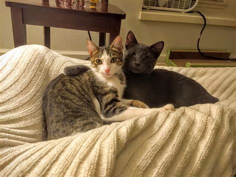 Cat Doing T Pose But In Other Situations When A Cat Feels Cornered And Cannot Escape This Pose