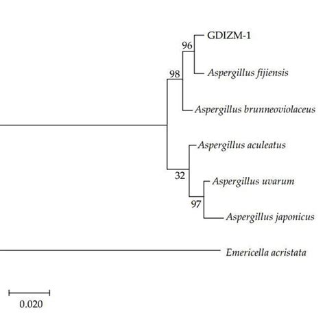 maximum likelihood ml phylogram of the concatenated alignment of its